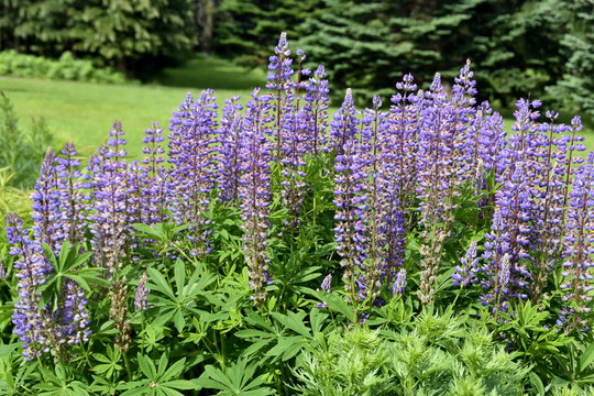 รูปภาพLupinus – เลือกดูภาพถ่ายสต็อก เวกเตอร์ และวิดีโอ65,864 | Adobe Stock