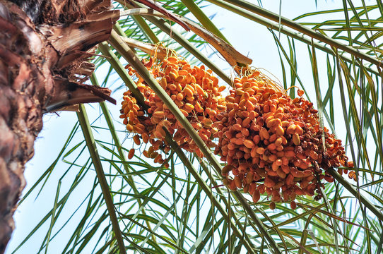 "Dates Tree" Images – Browse 1,028 Stock Photos, Vectors, and Video ...