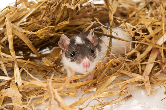 Farbratte bilder – Bläddra bland 125 stockfoton, vektorer och videor ...