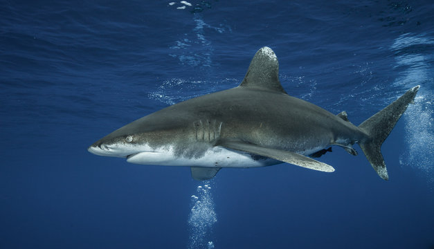 Haifischflosse Bilder – Durchsuchen 40,188 Archivfotos, Vektorgrafiken ...