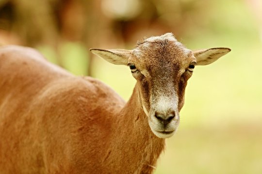 Musmon - Images et vidéos libres de droits | Adobe Stock