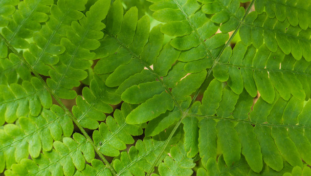 "Pantone Color" Bilder – Durchsuchen 959 Archivfotos, Vektorgrafiken ...