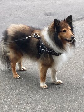 รูปภาพColli – เลือกดูภาพถ่ายสต็อก เวกเตอร์ และวิดีโอ2,776 | Adobe Stock