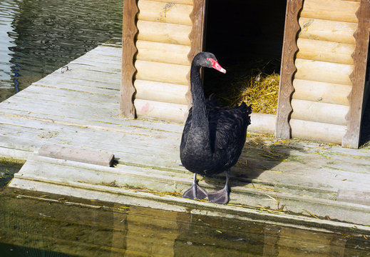 Monogamic Images – Browse 4 Stock Photos, Vectors, and Video | Adobe Stock