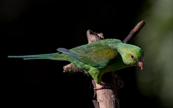 รูปภาพParrotlet – เลือกดูภาพถ่ายสต็อก เวกเตอร์ และวิดีโอ712 | Adobe Stock
