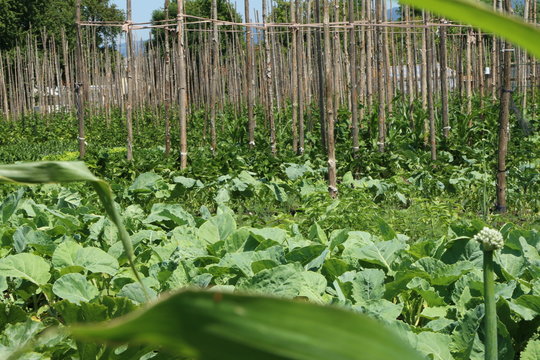 Bohnenstange Images – Browse 55 Stock Photos, Vectors, and Video ...