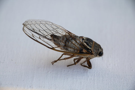 Zirpe Images – Browse 28 Stock Photos, Vectors, and Video | Adobe Stock