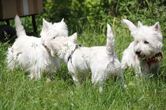 รูปภาพWesties – เลือกดูภาพถ่ายสต็อก เวกเตอร์ และวิดีโอ18,664 | Adobe Stock