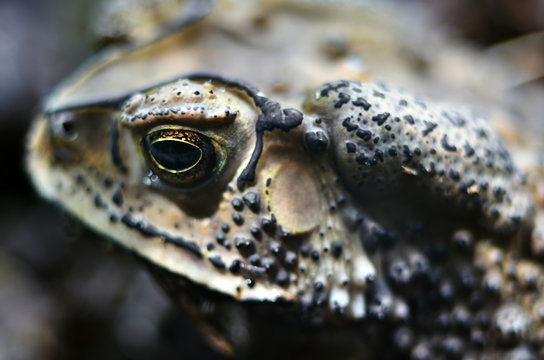 Taod Images – Browse 10 Stock Photos, Vectors, and Video | Adobe Stock