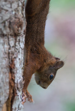 Rodensia Images – Browse 6 Stock Photos, Vectors, and Video | Adobe Stock