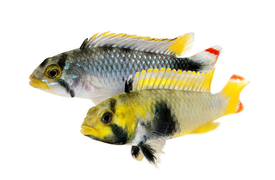 รูปภาพPandurini – เลือกดูภาพถ่ายสต็อก เวกเตอร์ และวิดีโอ15 | Adobe Stock