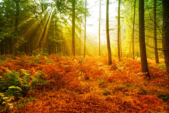 Mischwald bilder – Bläddra bland 17,987 stockfoton, vektorer och videor ...