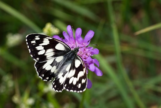 รูปภาพButtrfly – เลือกดูภาพถ่ายสต็อก เวกเตอร์ และวิดีโอ157 | Adobe Stock