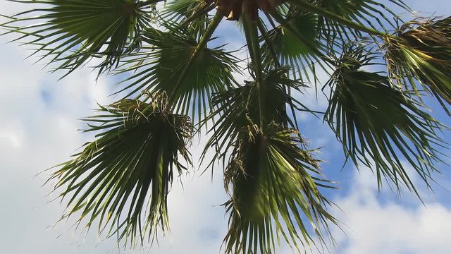 "Buri Palm" Billeder – Gennemse 97 stockfotos, vektorer og videoer ...