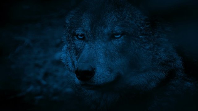 Wolfsaugen Bilder – Durchsuchen 61,138 Archivfotos, Vektorgrafiken und ...