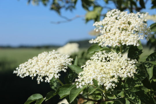 「Hollunder」の写真素材 | 522件の無料イラスト画像 | Adobe Stock