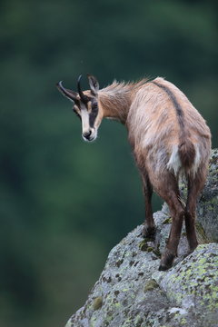 「Gemse」の画像 - 1,528 件の Stock 写真、ベクターおよびビデオ | Adobe Stock