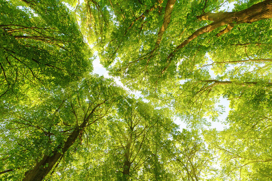 รูปภาพTreetops – เลือกดูภาพถ่ายสต็อก เวกเตอร์ และวิดีโอ180,540 | Adobe ...