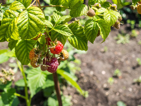 Himbeerstrauch Images – Parcourir 489 le catalogue de photos, vecteurs ...