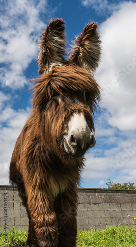 "Cute fluffy and hairy donkey " Stock photo and royalty-free images on ...