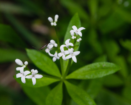 รูปภาพGalium – เลือกดูภาพถ่ายสต็อก เวกเตอร์ และวิดีโอ2,163 | Adobe Stock