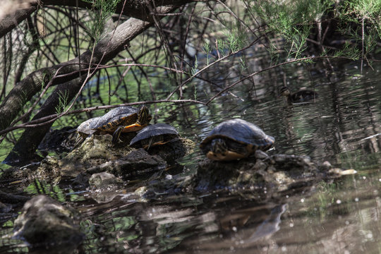 Palustre Images – Browse 1,682 Stock Photos, Vectors, and Video | Adobe ...