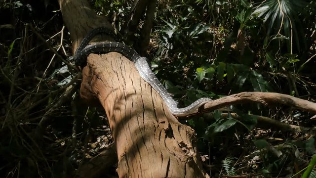 Non-Venomous 影像 – 瀏覽 4,562 個素材庫相片、向量圖和影片 | Adobe Stock