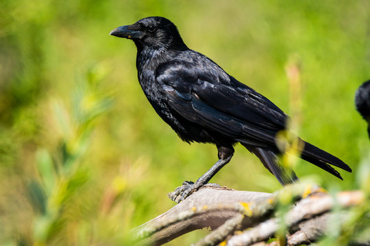 Räben Bilder – Durchsuchen 6,451 Archivfotos, Vektorgrafiken und Videos ...