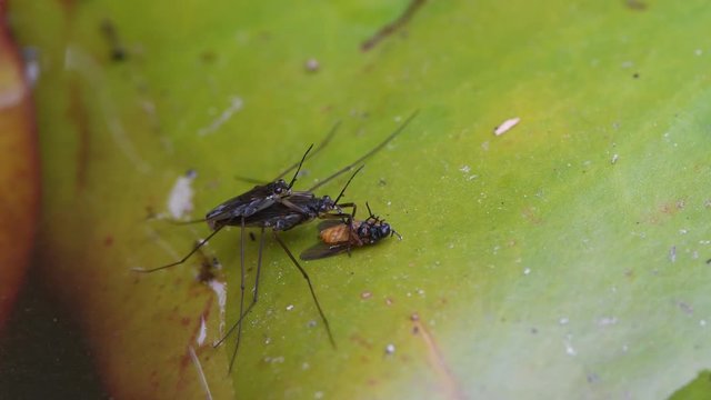 Water Strider Larvae