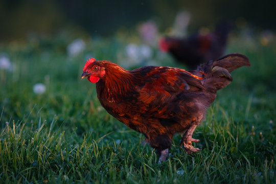 Imágenes de Marrano: descubre bancos de fotos, ilustraciones, vectores ...
