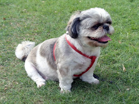 Fat Shih Tzu