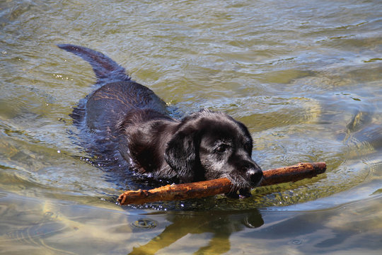 Otterrute Images – Browse 1 Stock Photos, Vectors, and Video | Adobe Stock