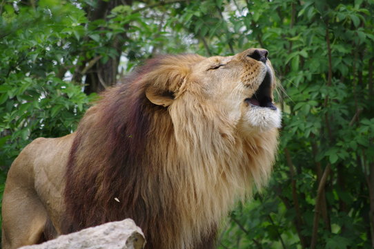 「Rugissement」の写真素材 | 276件の無料イラスト画像 | Adobe Stock