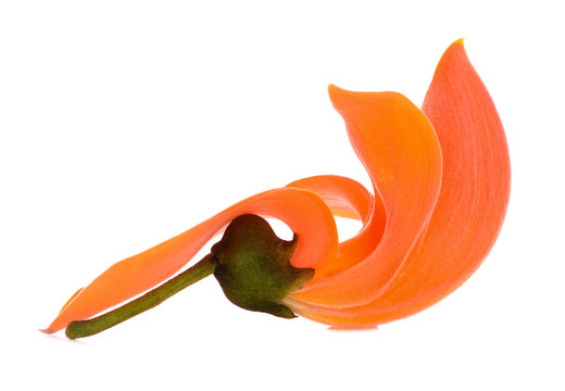 รูปภาพPalash – เลือกดูภาพถ่ายสต็อก เวกเตอร์ และวิดีโอ10,368 | Adobe Stock