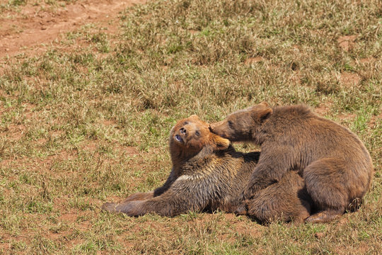 Copulando Images – Browse 114 Stock Photos, Vectors, and Video | Adobe ...