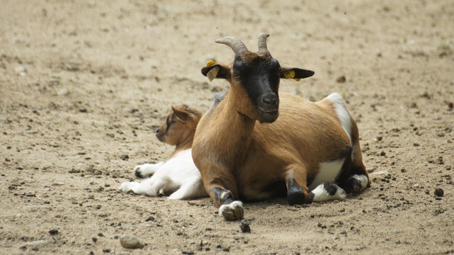 Biquettes Images – Browse 37 Stock Photos, Vectors, and Video | Adobe Stock