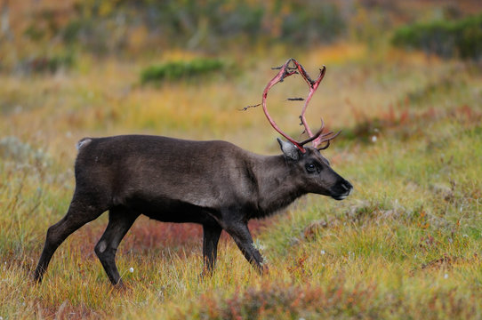 รูปภาพRentier – เลือกดูภาพถ่ายสต็อก เวกเตอร์ และวิดีโอ28,739 | Adobe Stock