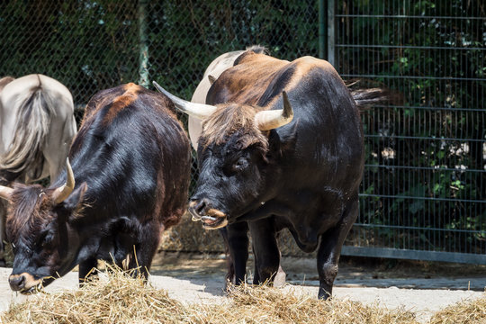Auerrind Bilder – Durchsuchen 125 Archivfotos, Vektorgrafiken und ...