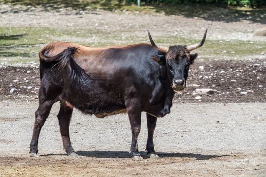 Auerrind-Bilder: Stock-Fotos & -Videos. | Adobe Stock