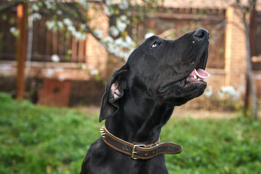 Boarhound bilder – Bläddra bland 114 stockfoton, vektorer och videor ...