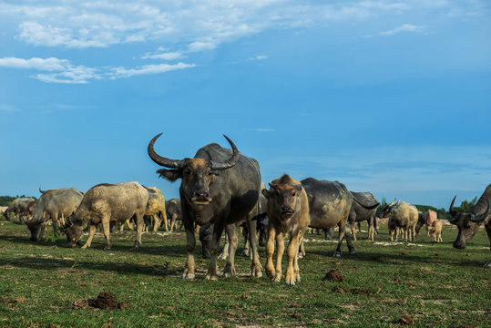 รูปภาพTamaraw – เลือกดูภาพถ่ายสต็อก เวกเตอร์ และวิดีโอ156 | Adobe Stock