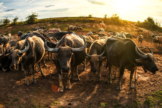 รูปภาพTamaraw – เลือกดูภาพถ่ายสต็อก เวกเตอร์ และวิดีโอ250 | Adobe Stock