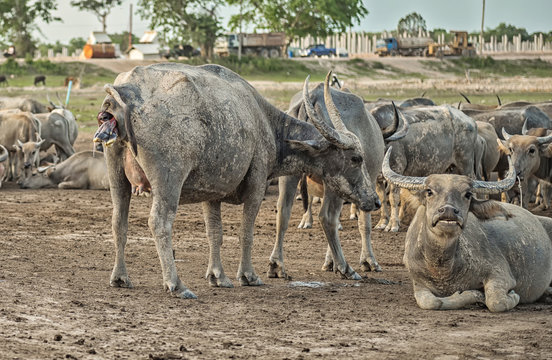 รูปภาพ"Animal Giving Birth" – เลือกดูภาพถ่ายสต็อก เวกเตอร์ และวิดีโอ8 ...