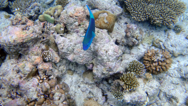 "Poisson Bleu" Images – Browse 104 Stock Photos, Vectors, and Video ...