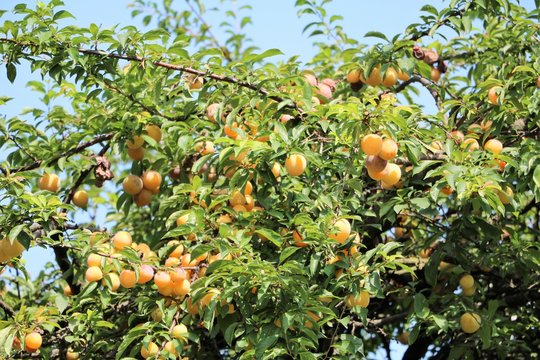 รูปภาพMirabellenbaum – เลือกดูภาพถ่ายสต็อก เวกเตอร์ และวิดีโอ219 ...