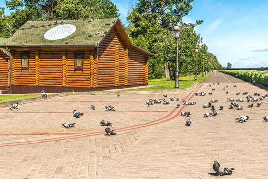 รูปภาพPigeon-House – เลือกดูภาพถ่ายสต็อก เวกเตอร์ และวิดีโอ193 | Adobe ...