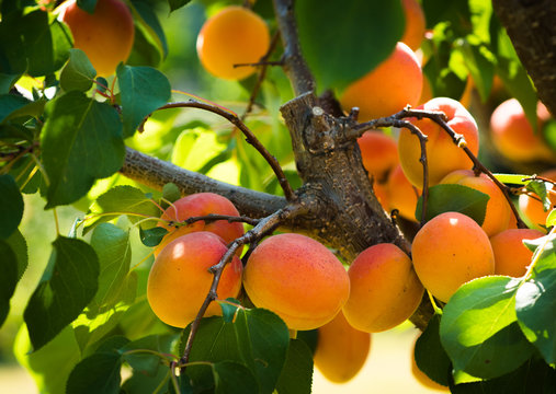 รูปภาพSummere – เลือกดูภาพถ่ายสต็อก เวกเตอร์ และวิดีโอ89 | Adobe Stock