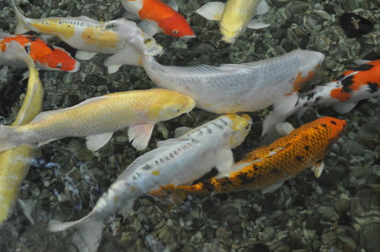 Karpie Images – Browse 37 Stock Photos, Vectors, and Video | Adobe Stock