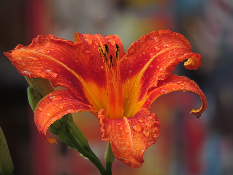 Zambak-Bilder: Stock-Fotos & -Videos. | Adobe Stock