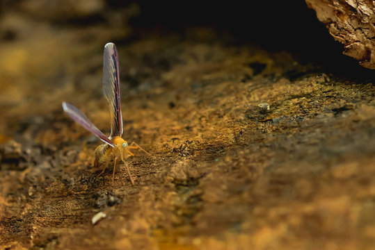 Strongylium Images – Browse 39 Stock Photos, Vectors, and Video | Adobe ...